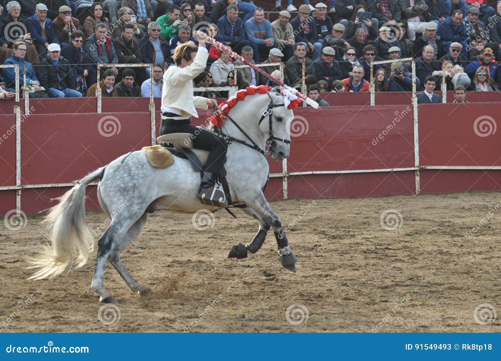 Bull fighting horse editorial stock photo. Image of enter - 91549493