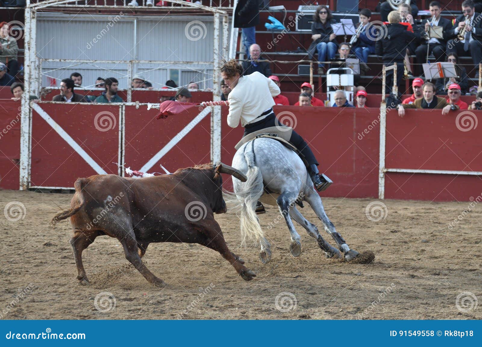 Bull fighting horse editorial stock photo. Image of equitation - 91549558