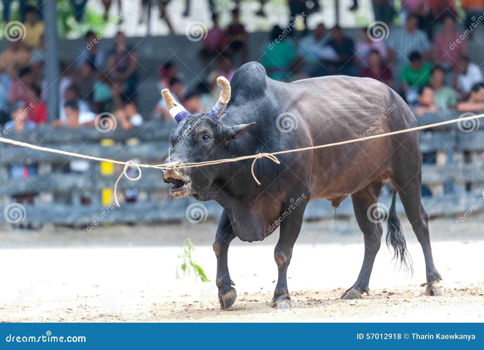 Bull fighting stock photo. Image of head, animal, opposing - 57012918