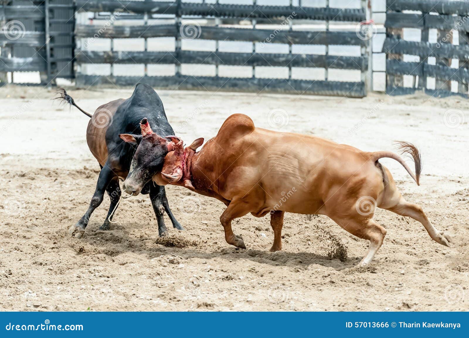 Bull fighting stock photo. Image of farm, nature, beef - 57013666