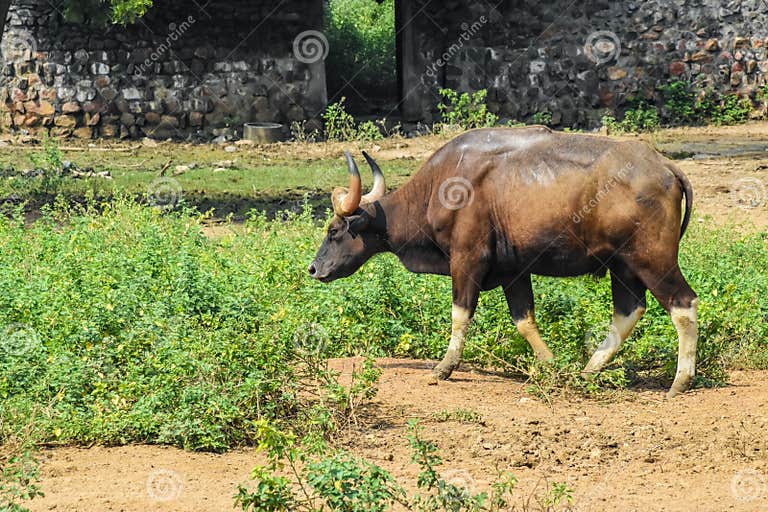 Bull in the forest stock image. Image of goats, bovine - 203424687