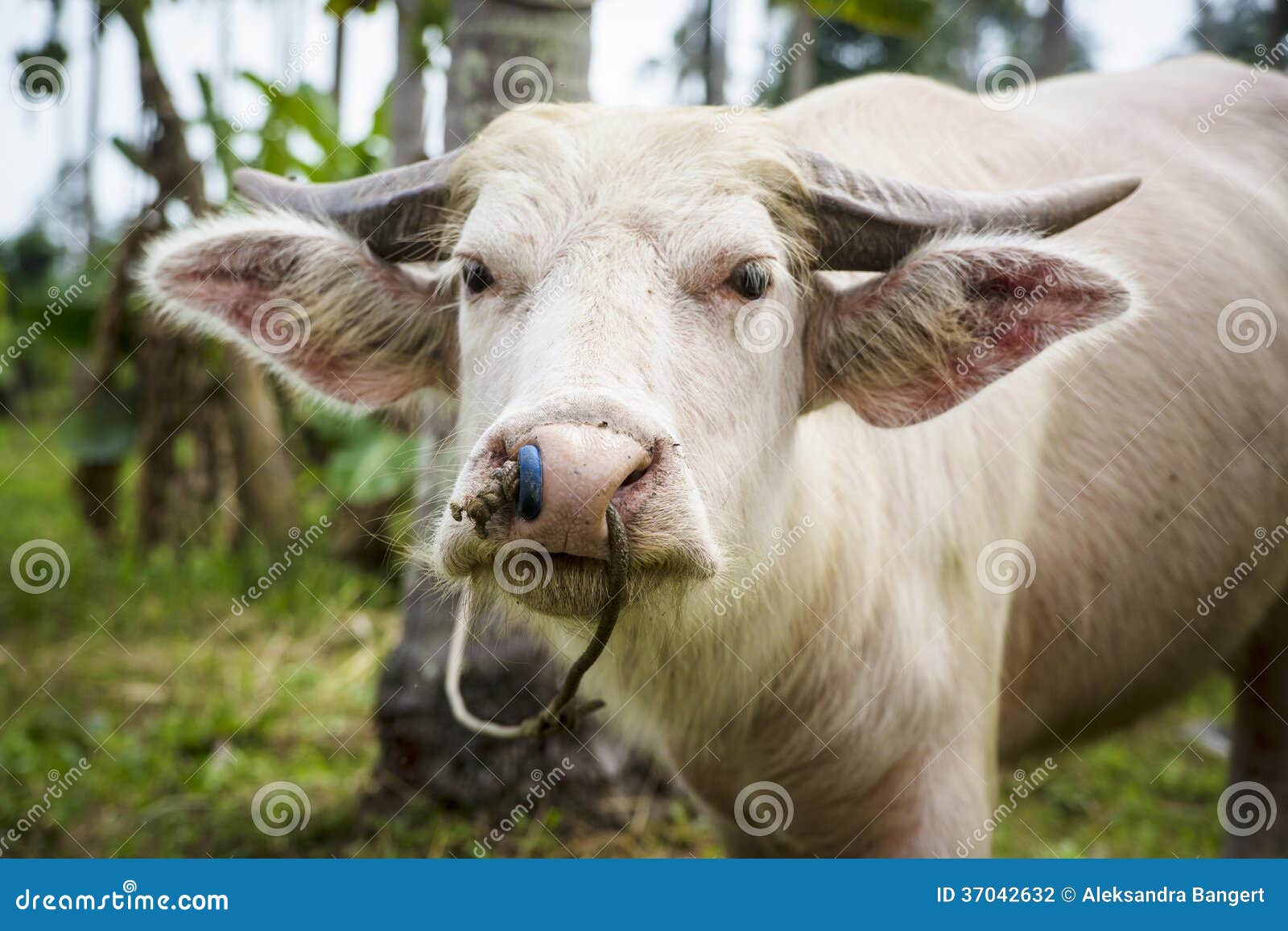 Bull in the forest stock photo. Image of farm, bull, buffalo - 37042632
