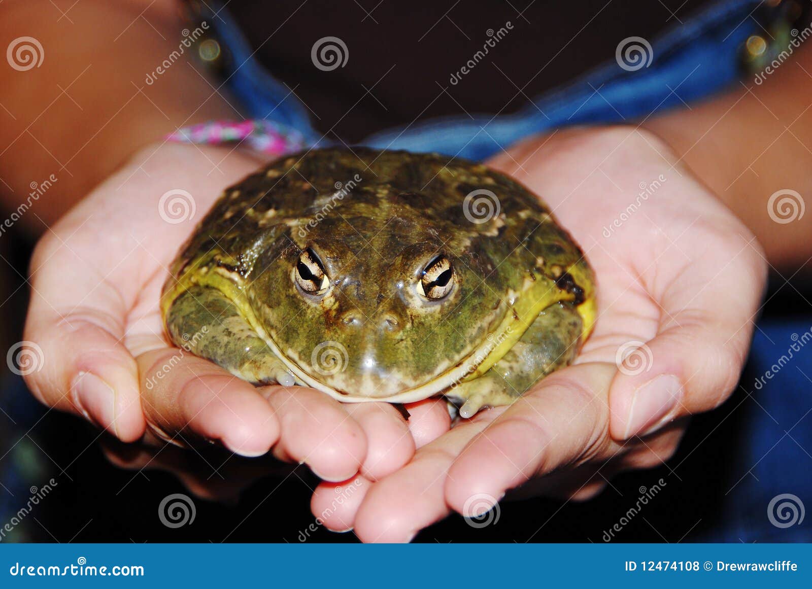 Bull Frog stock photo. Image of reptile, amphibian, toad - 12474108