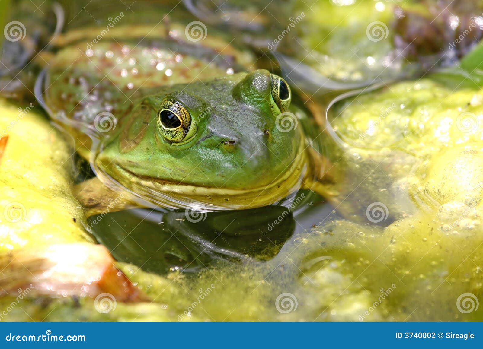 Bull Frog stock photo. Image of slimy, reptile, yuck, green - 3740002