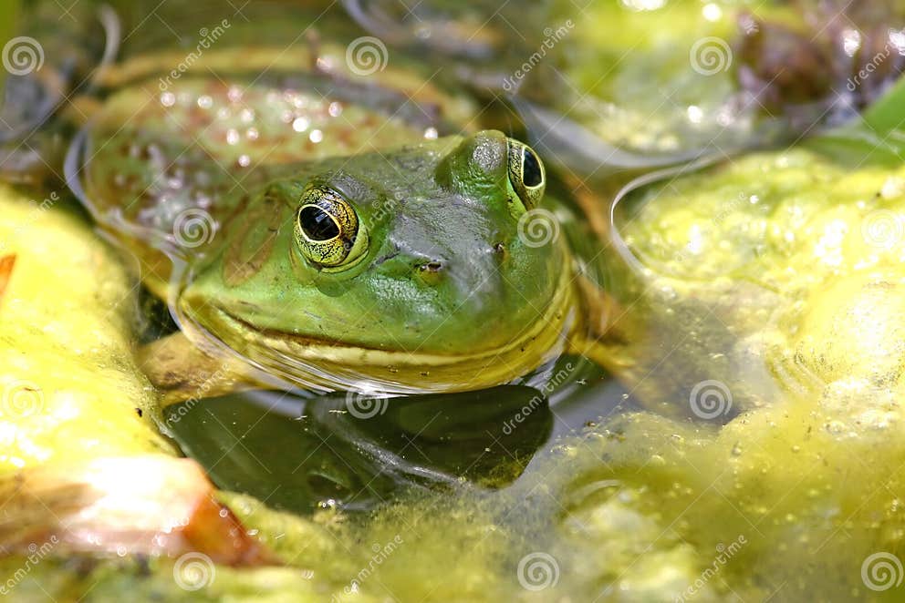 Bull Frog stock photo. Image of slimy, reptile, yuck, green - 3740002