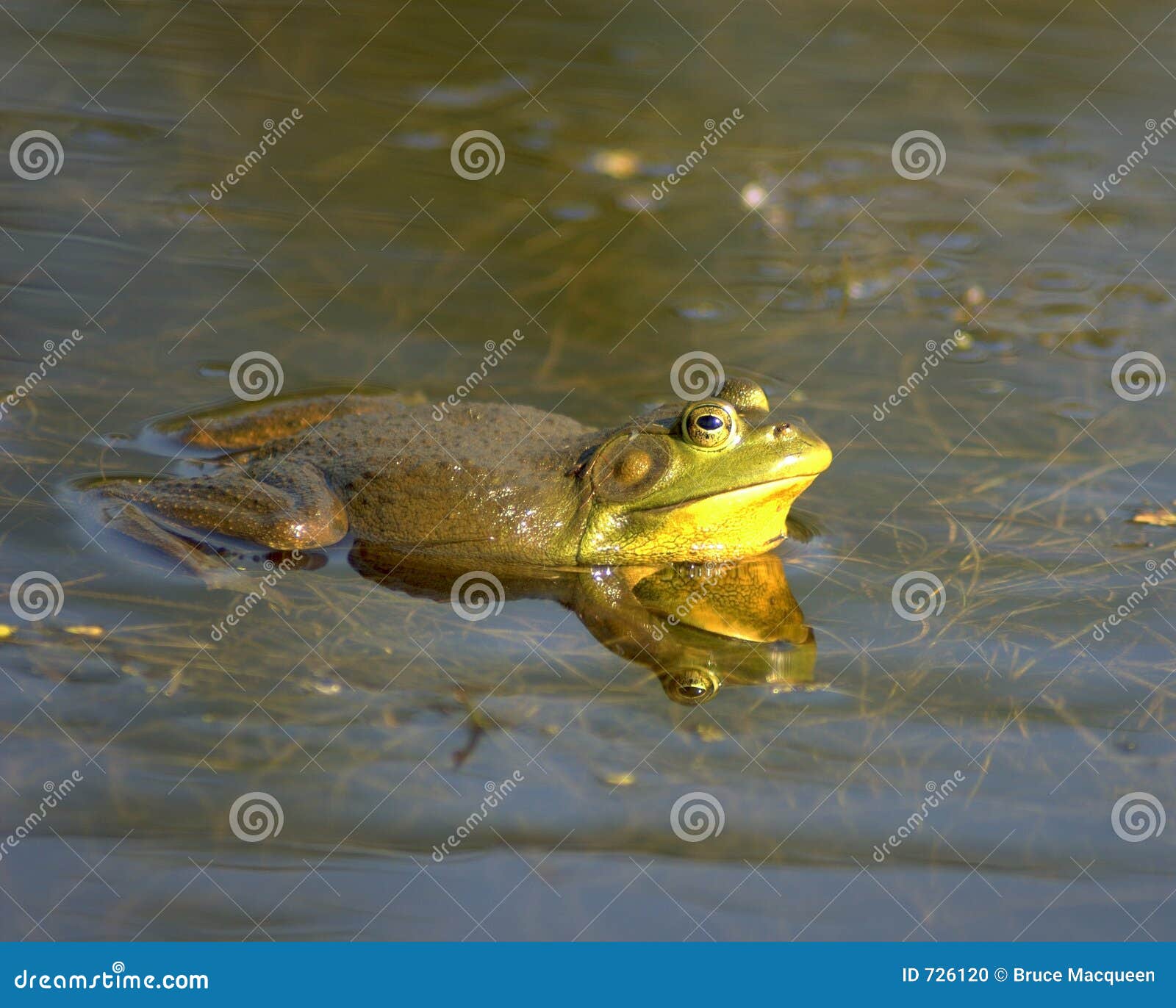 Bull Frog stock photo. Image of floating, nature, frog - 726120