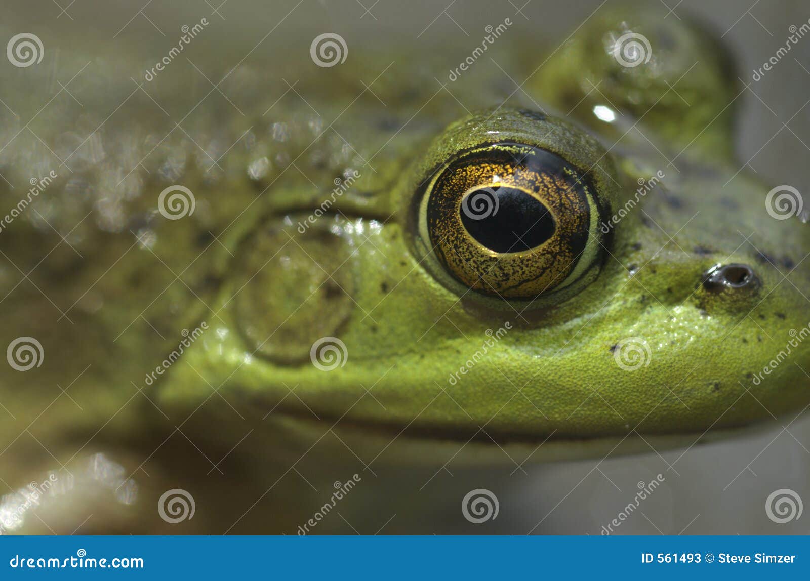 Bull frog eye stock image. Image of nose, living, marsh - 561493
