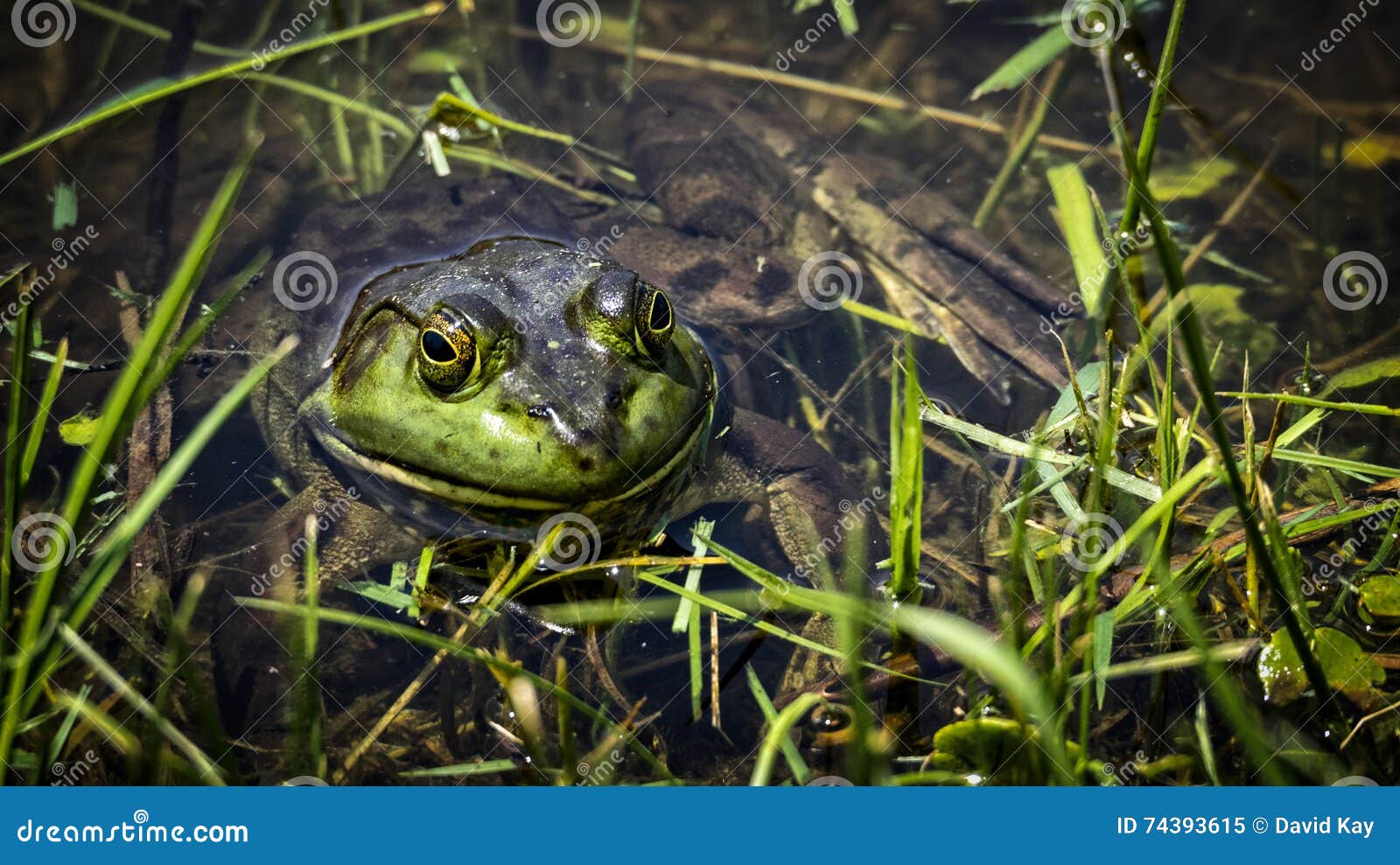 Bull Frog stock image. Image of hide, amphibian, protection - 74393615