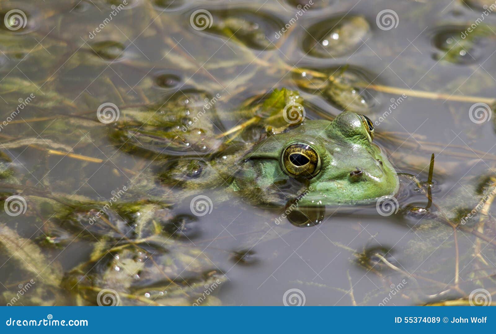 Bull Frog Hunting Insects stock image. Image of frog - 55374089