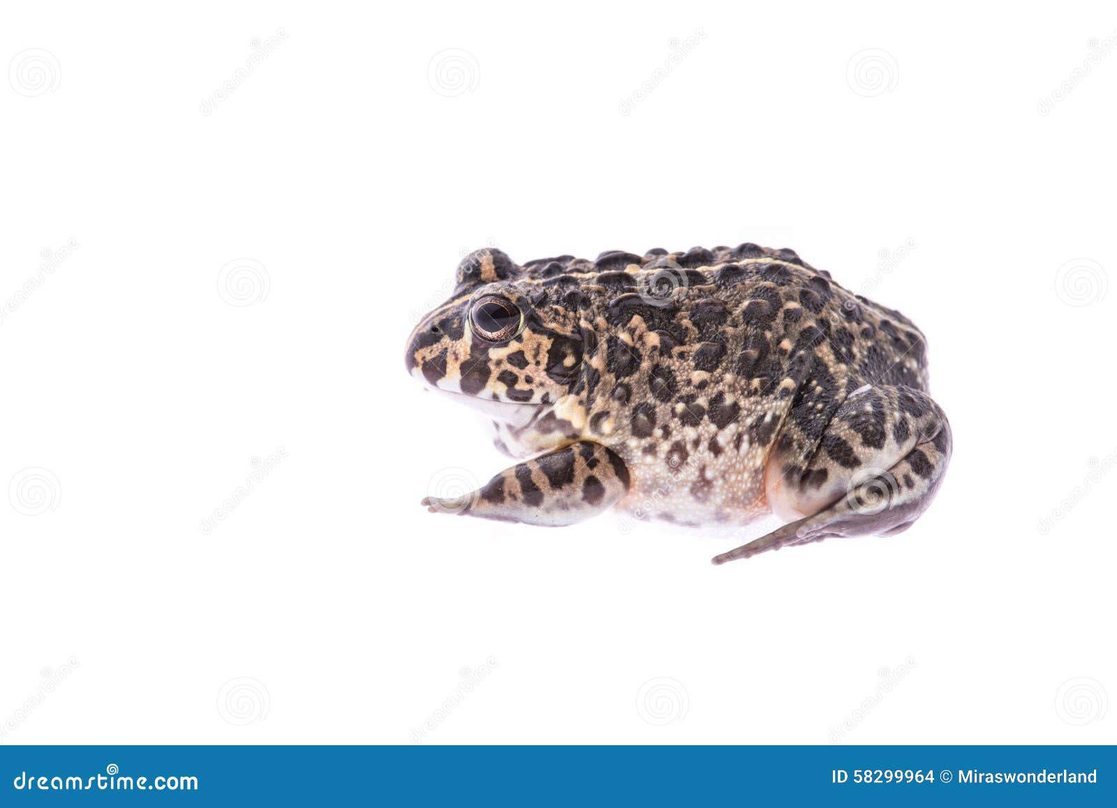 Bull frog stock photo. Image of resting, amphibian, wildlife - 58299964
