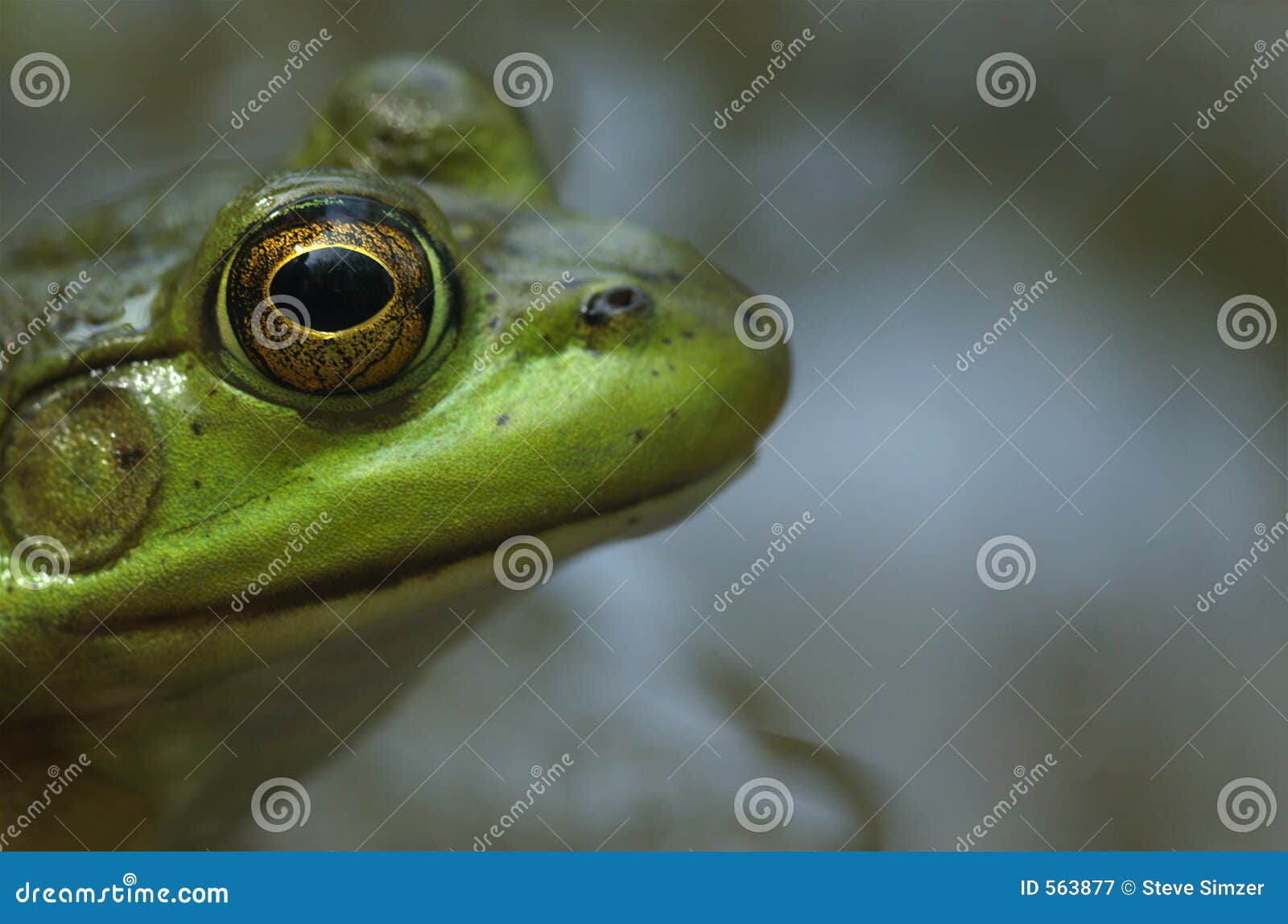 272 Frog Macro Profile Photos - Free & Royalty-Free Stock Photos from ...