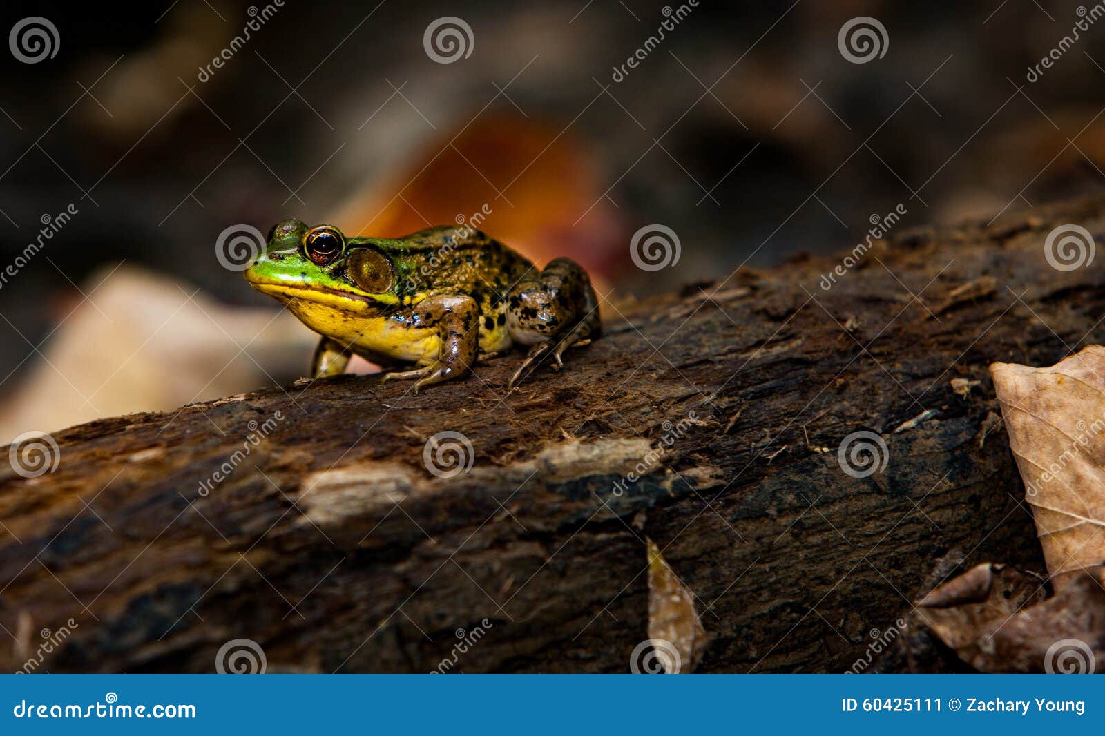 Bull Frog in Swomp stock image. Image of adult, amphibia - 60425111