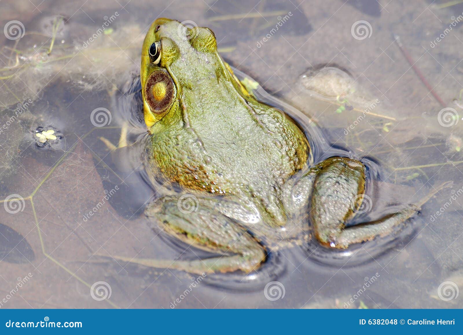 Bull-frog in Water Close-up 2 Stock Photo - Image of amphibian, leaves ...