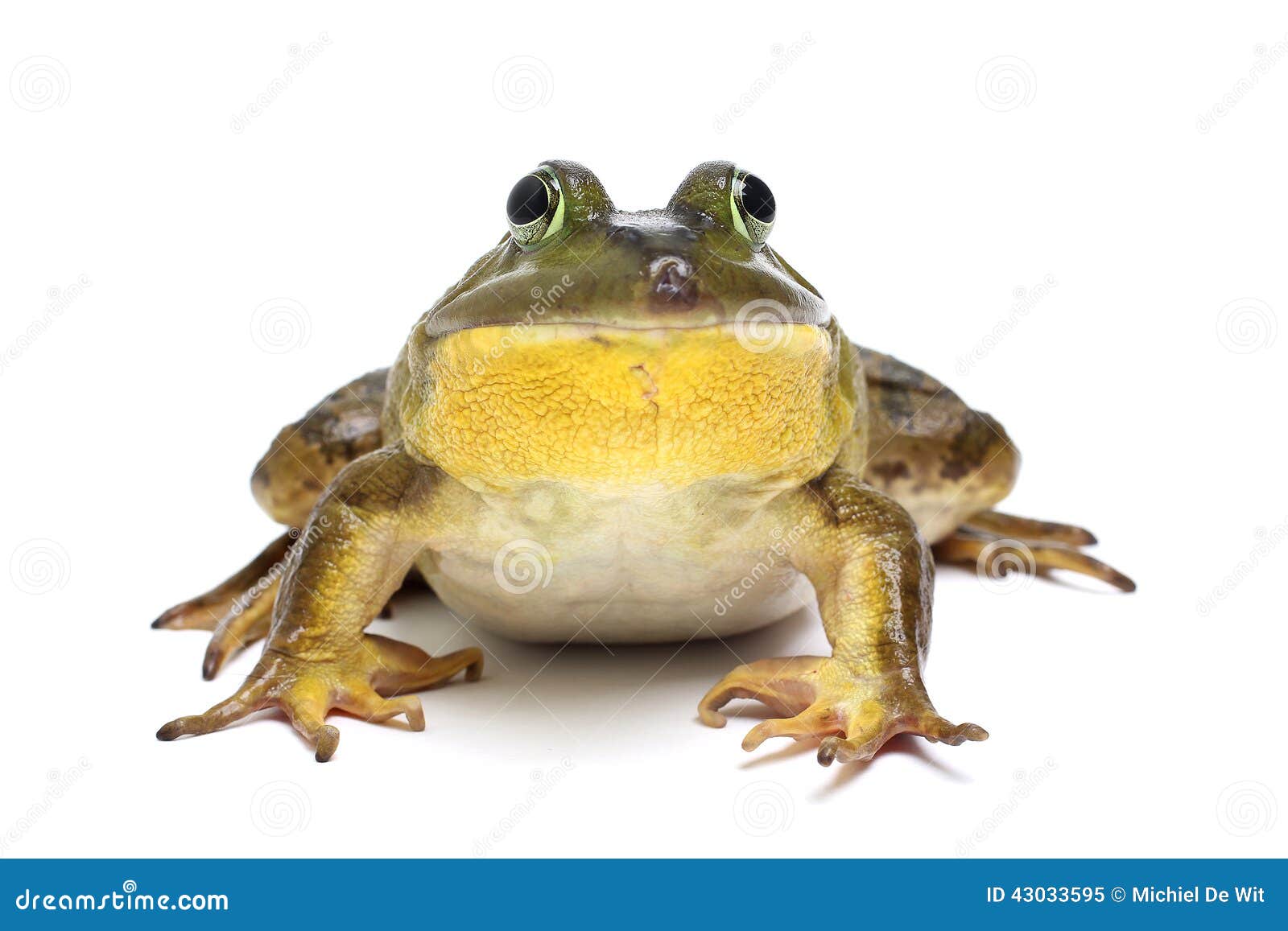Bull Frog stock image. Image of juvenile, nature, amphibia - 43033595