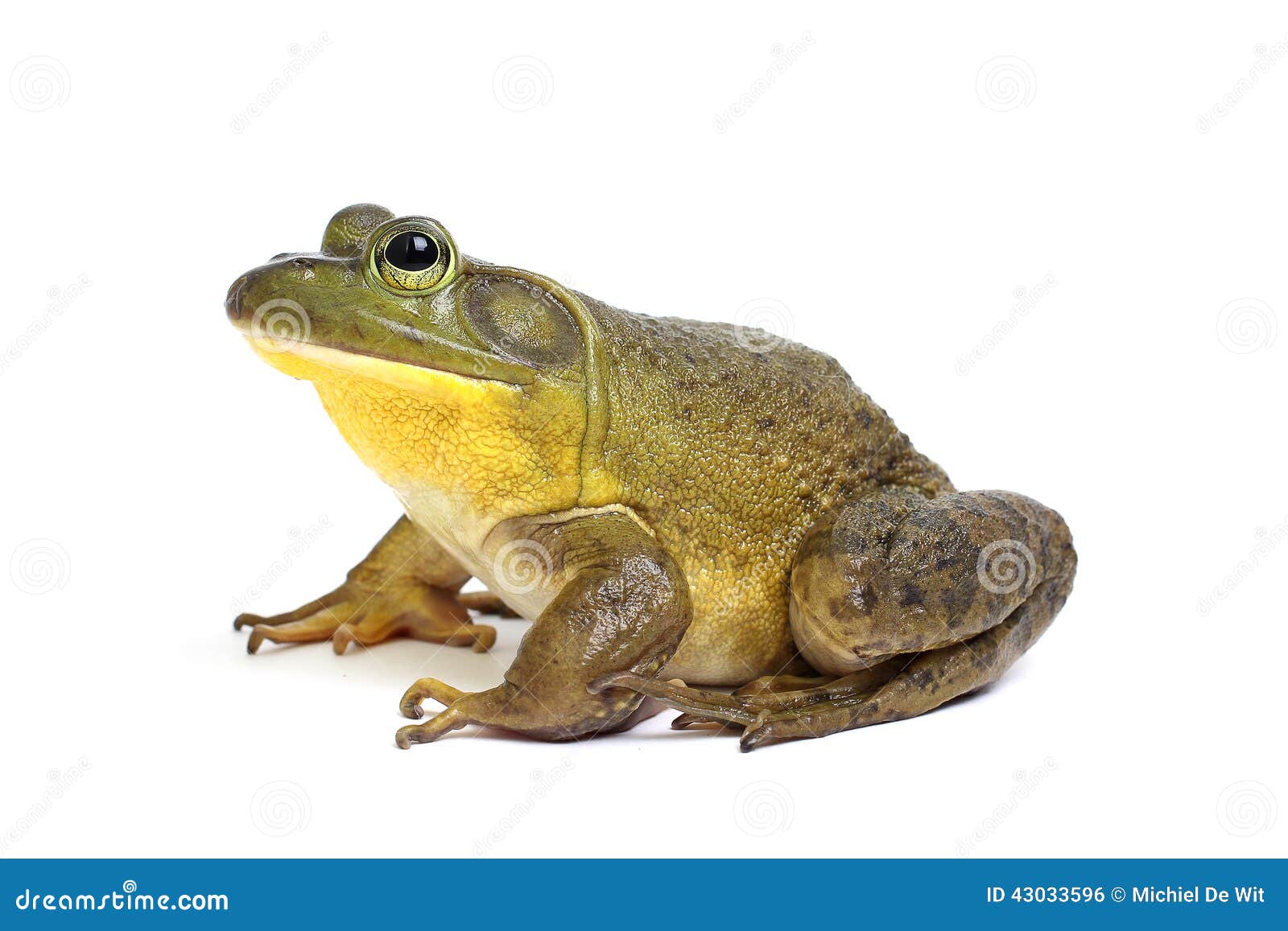 Bull Frog stock photo. Image of isolated, individual - 43033596