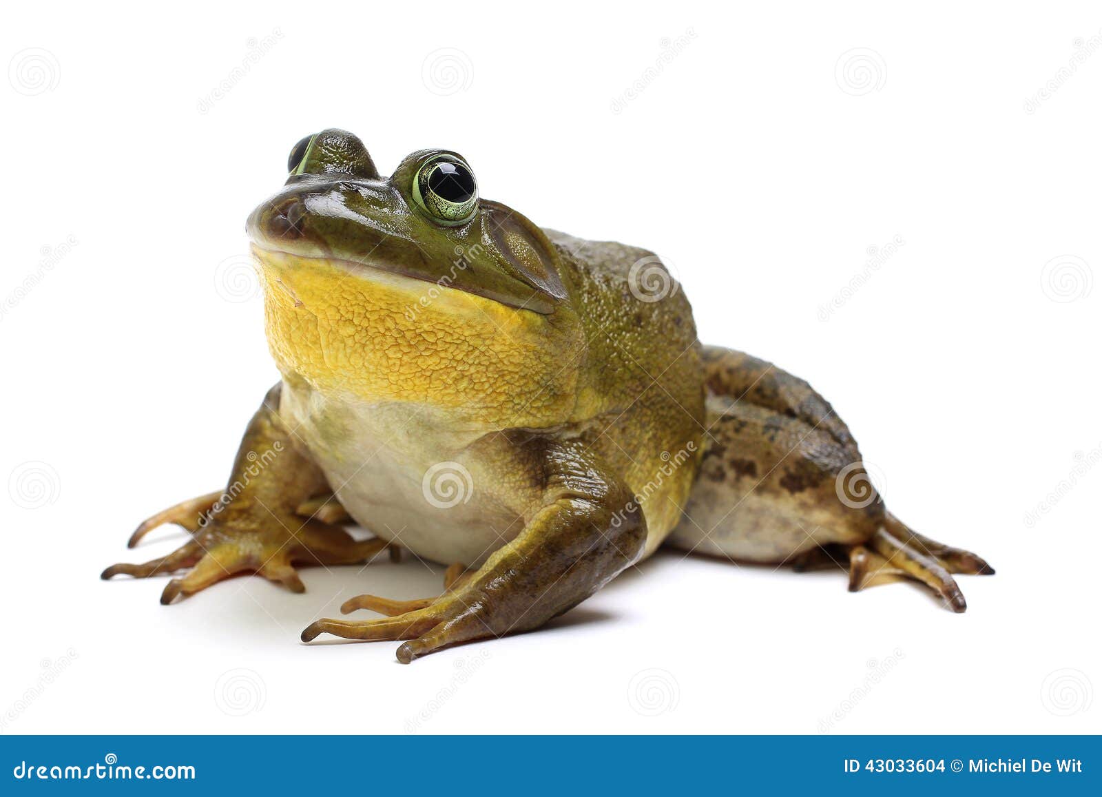 Bull Frog stock photo. Image of amphibian, outdoors, jump - 43033604
