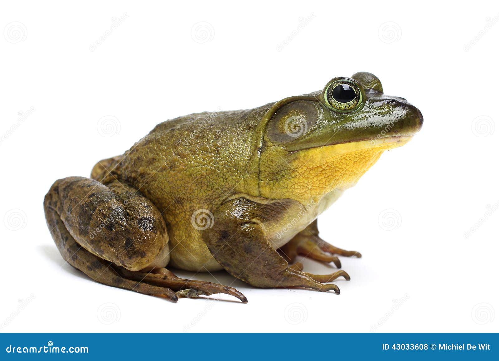 Juvenile Bullfrog Resting On Rock By Pond Royalty-Free Stock Photo ...