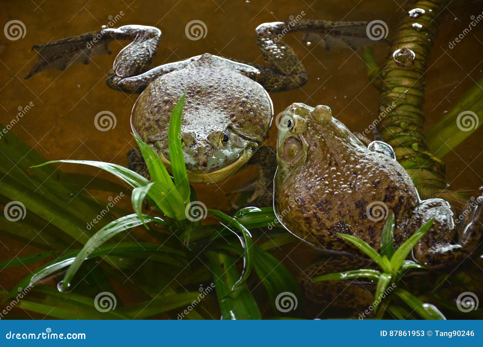 Bull frogs at a frog farm stock image. Image of jump - 87861953