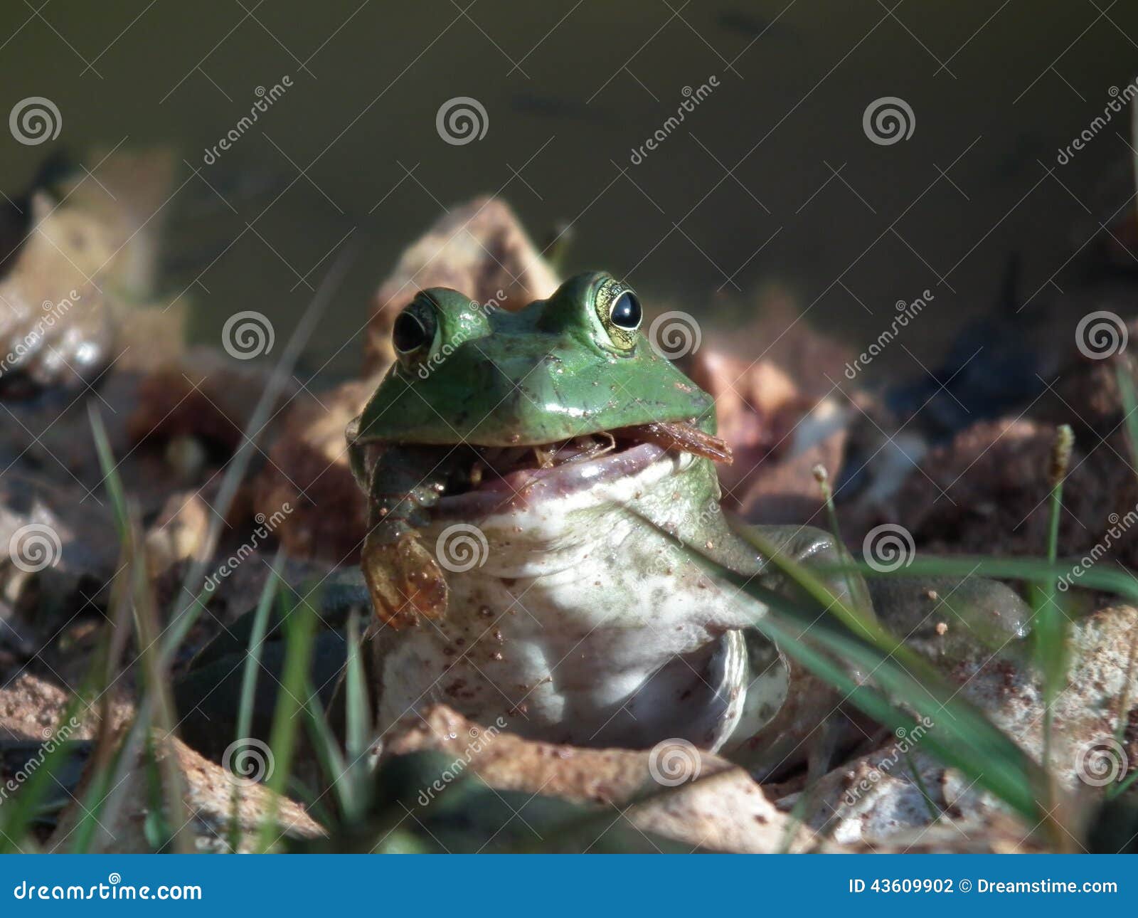 Bull Frogs stock photo. Image of frog, good, cityhall - 43609902