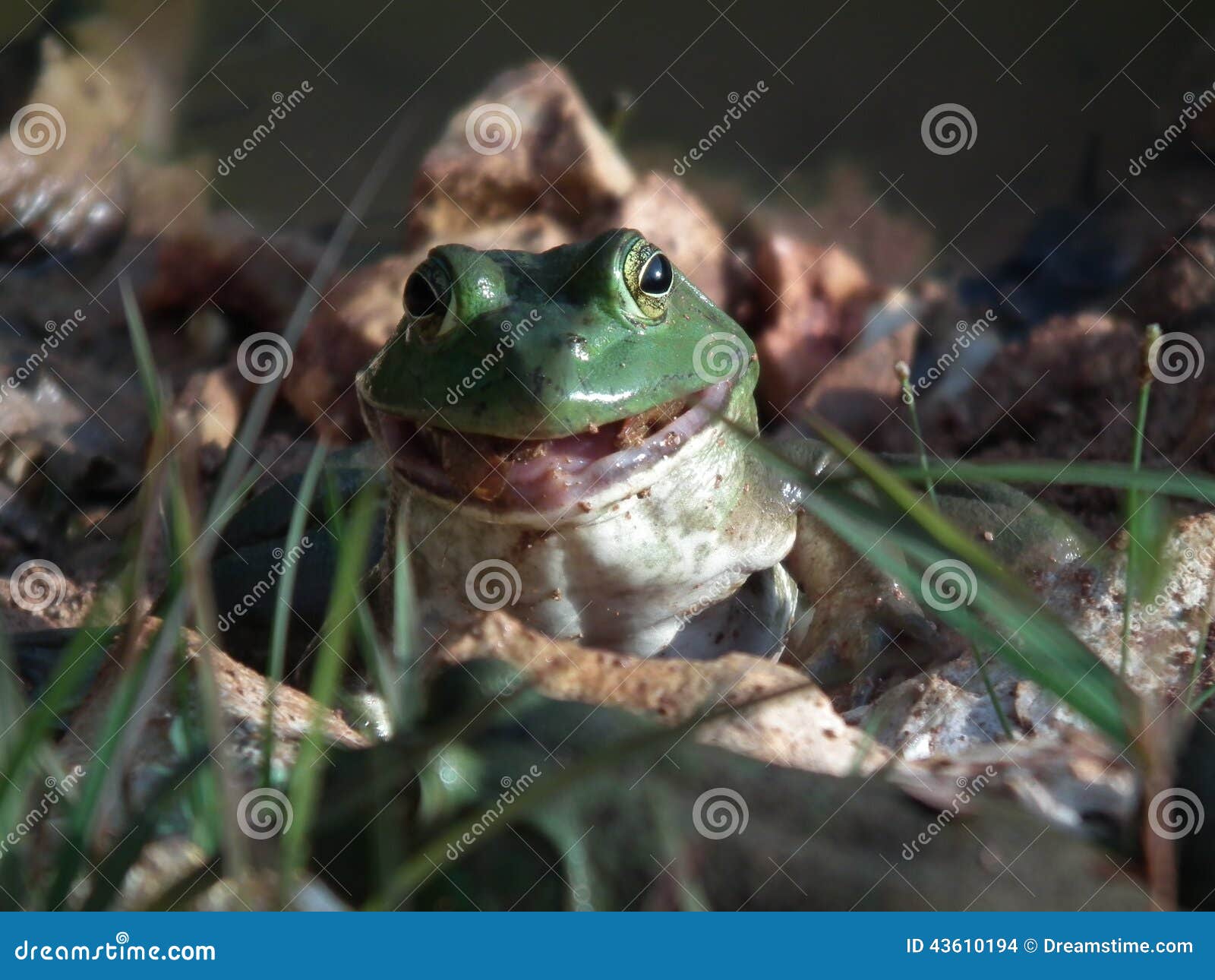 Bull Frogs stock photo. Image of back, beginning, exstinction - 43610194