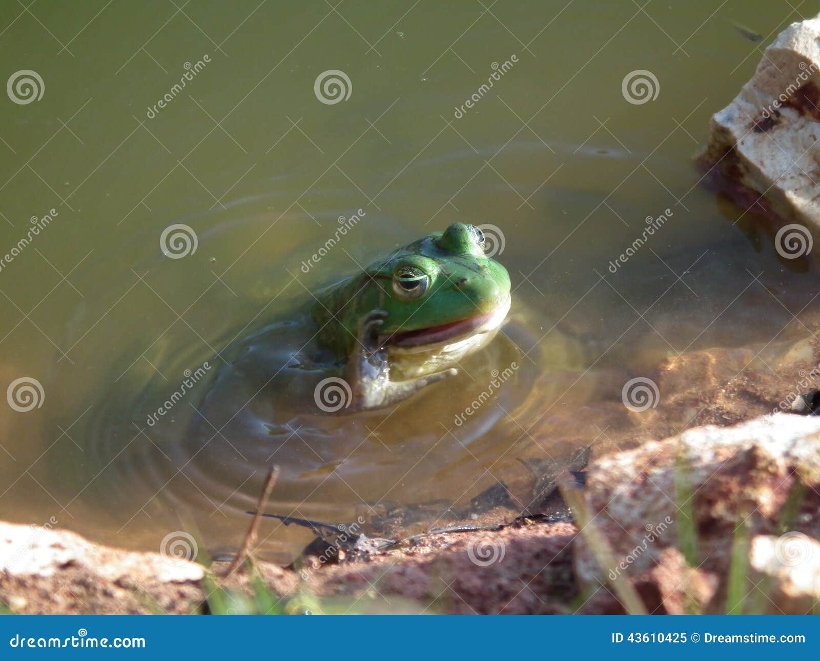 Bull Frogs stock image. Image of hard, frog, created - 43610425