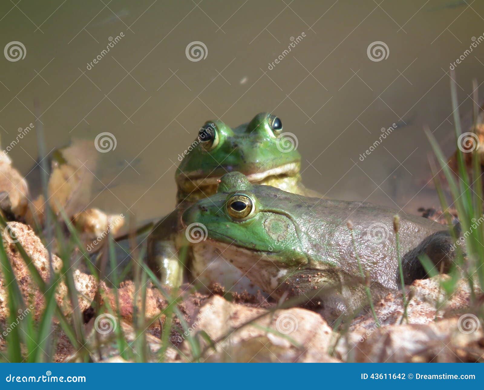 Bull Frogs stock photo. Image of bull, jumping, cause - 43611642