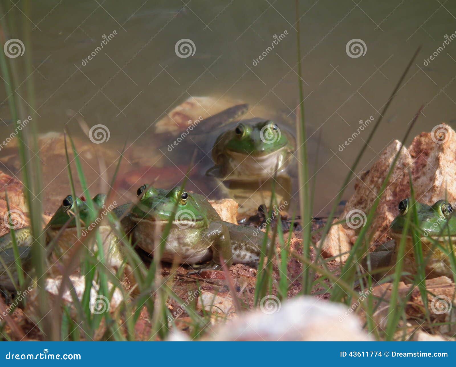 Bull Frogs stock photo. Image of hard, heron, exstinction - 43611774