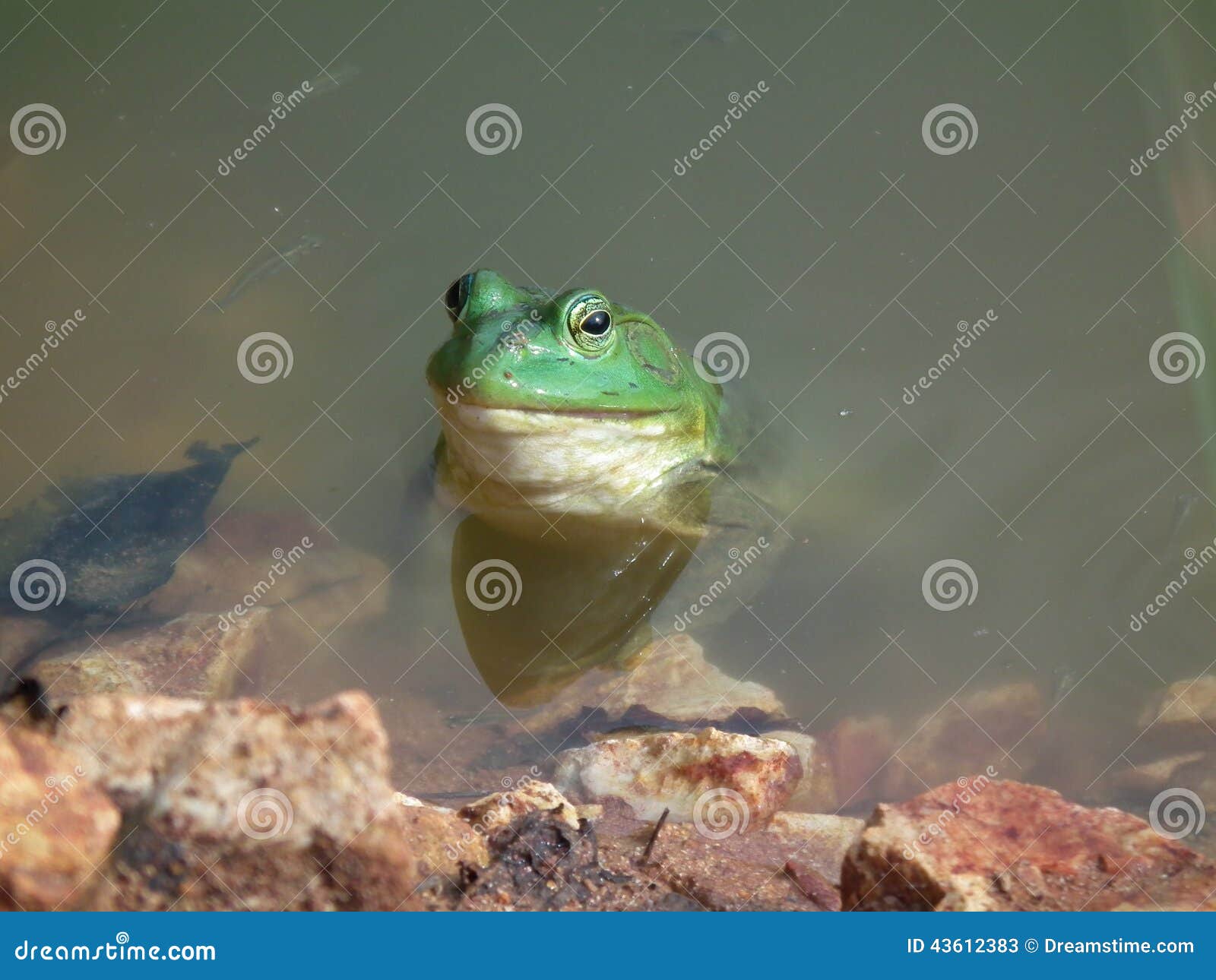 Bull Frogs stock image. Image of large, created, family - 43612383