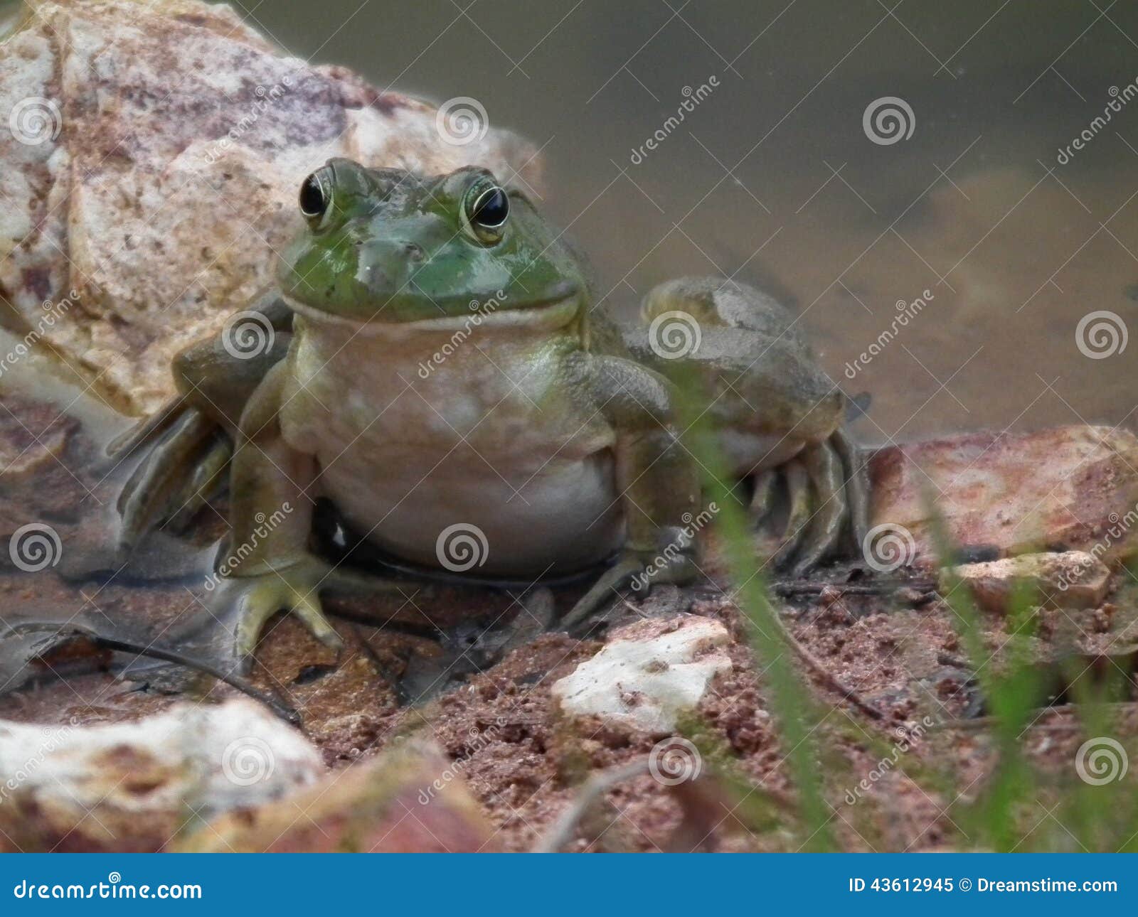 Bull Frogs stock image. Image of contact, hurt, fish - 43612945
