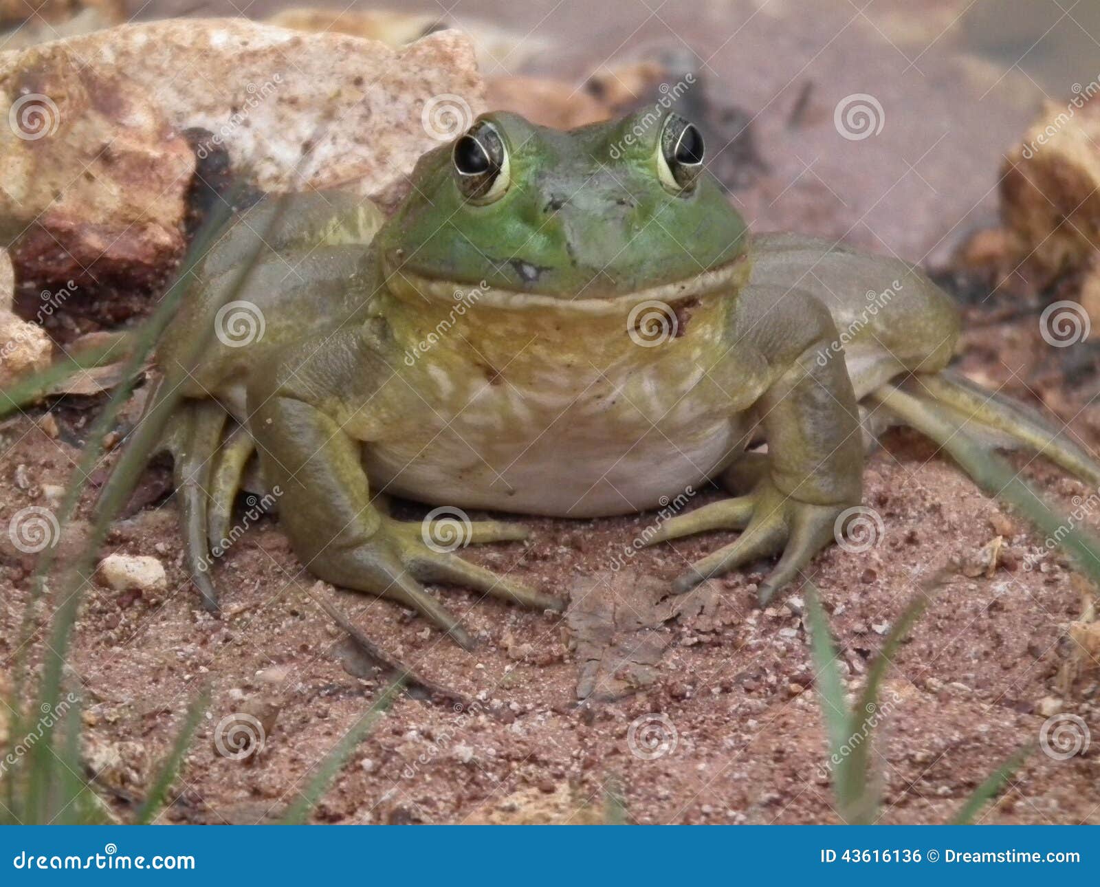 Bull Frogs stock photo. Image of great, good, fighting - 43616136