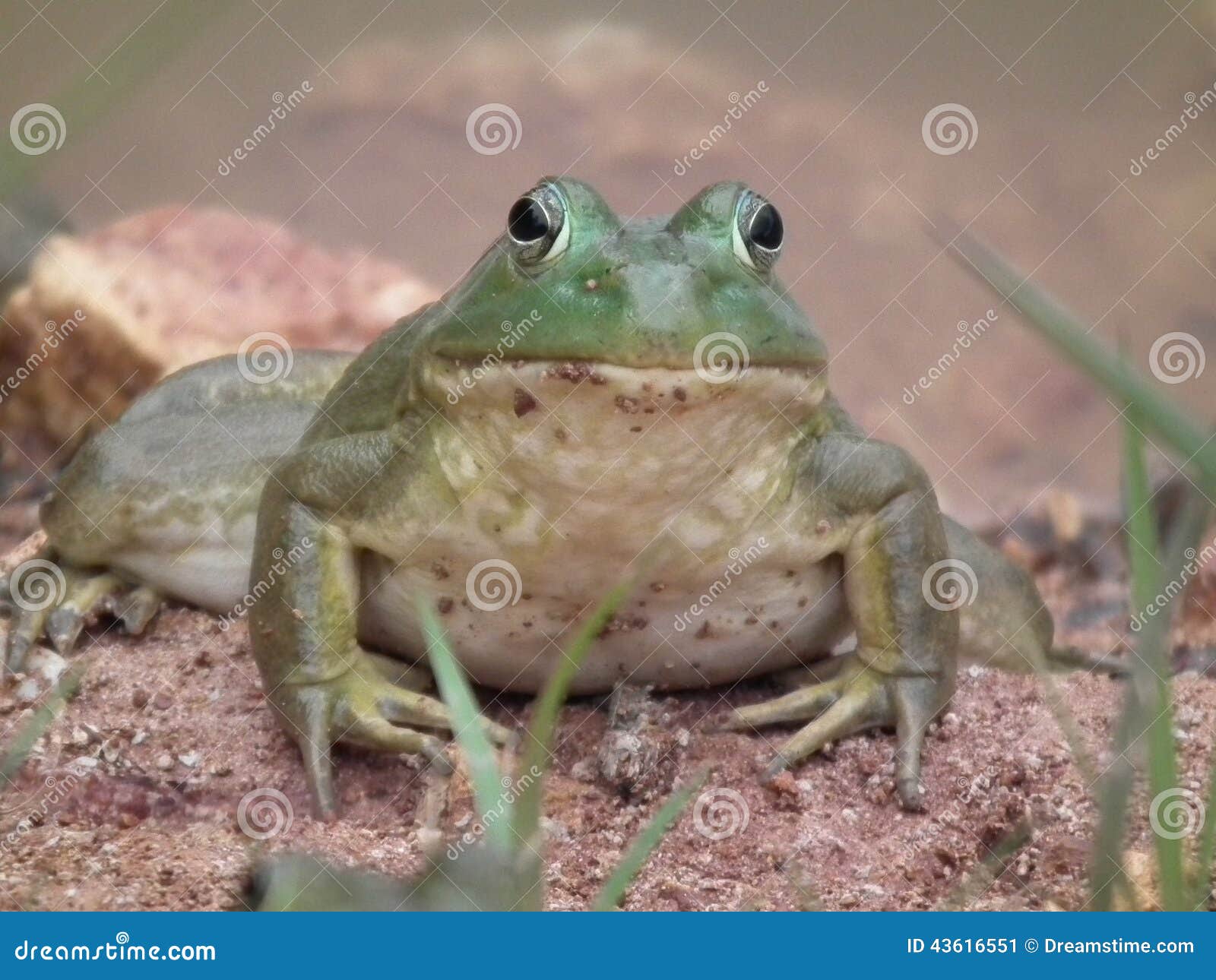 Bull Frogs stock image. Image of created, fish, bull - 43616551