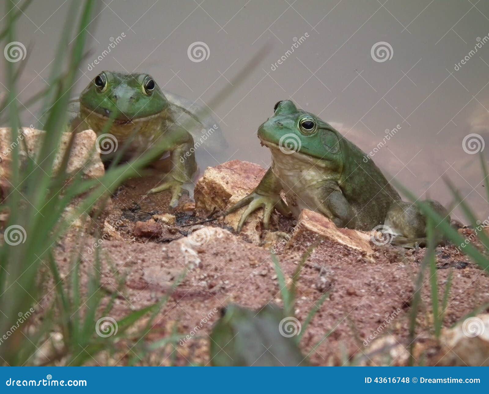 Bull Frogs stock photo. Image of created, football, beginning - 43616748