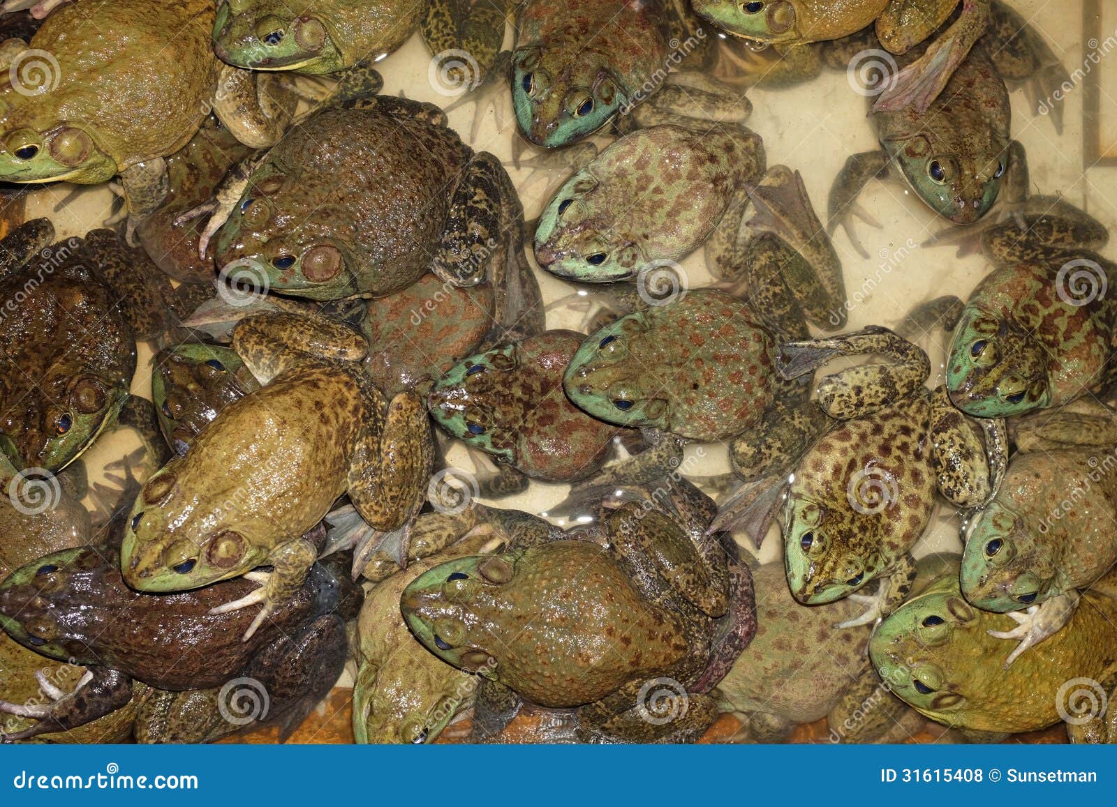 Bull Frogs stock photo. Image of food, wildlife, water - 31615408