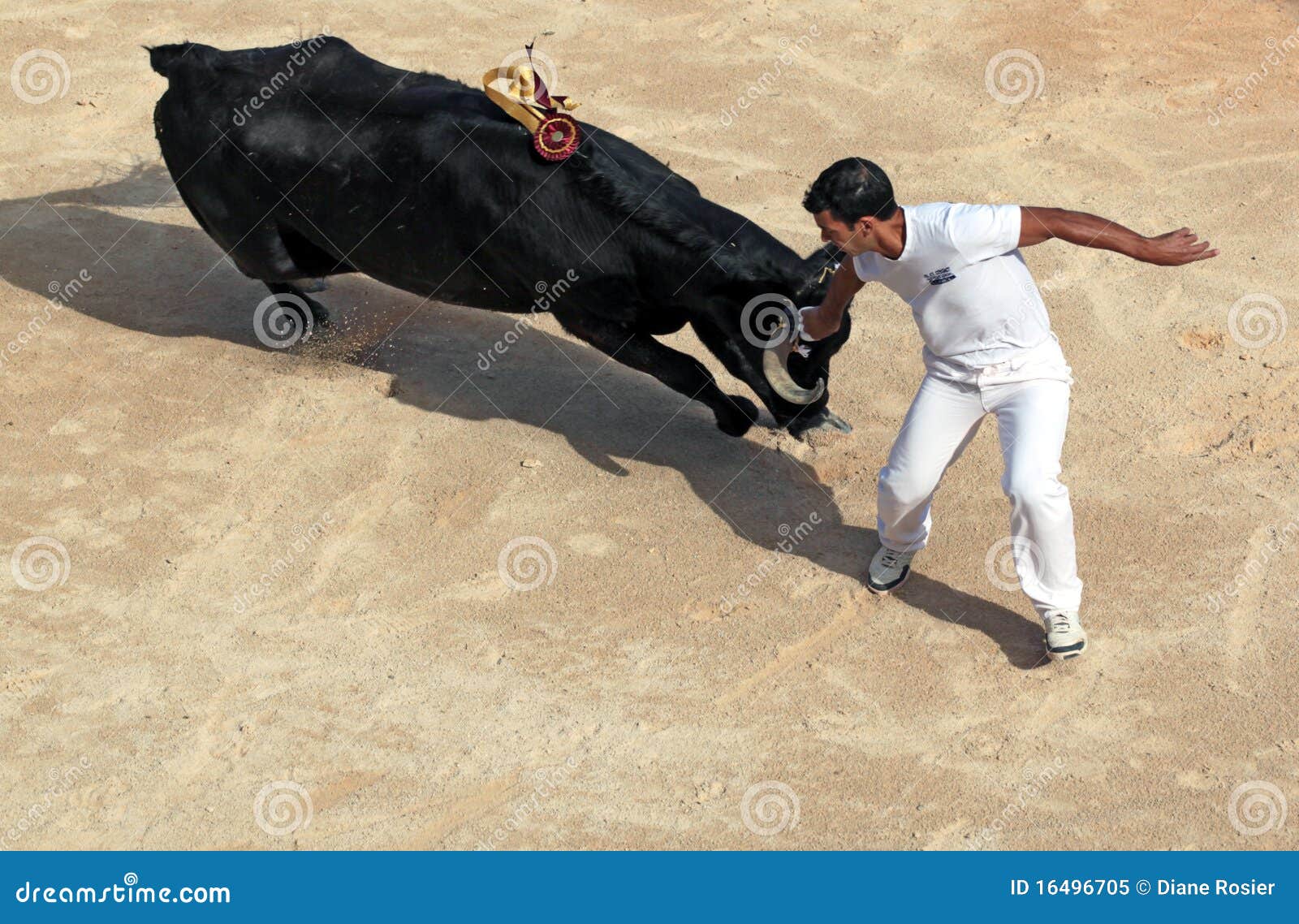 Bull Game editorial image. Image of sport, bravery, animal - 16496705
