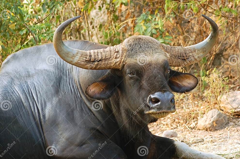 Bull gaur stock photo. Image of gaur, confident, muscle - 1533472