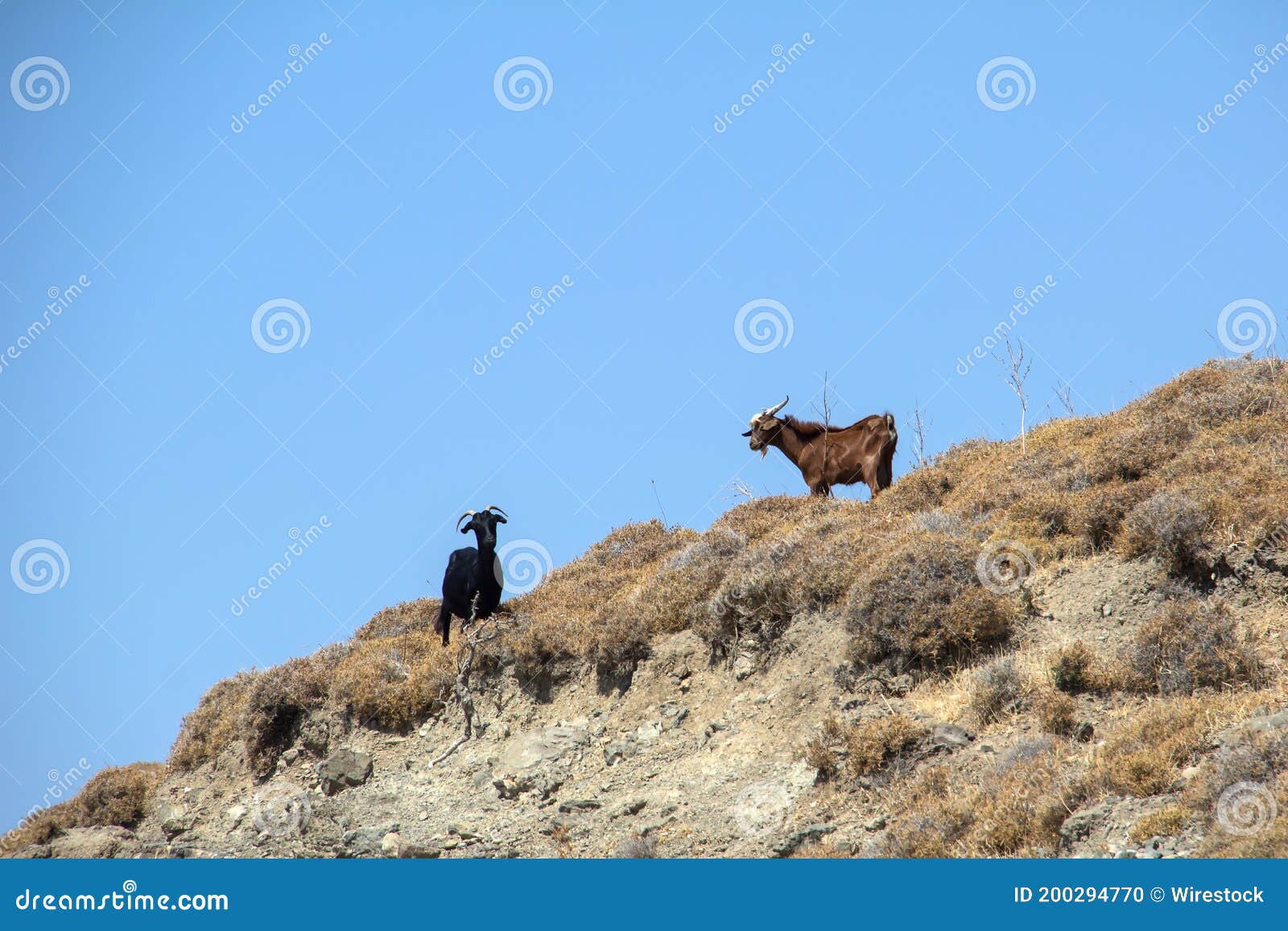 Bull and a Goat Standing on a Hill Stock Photo - Image of goat, wild ...