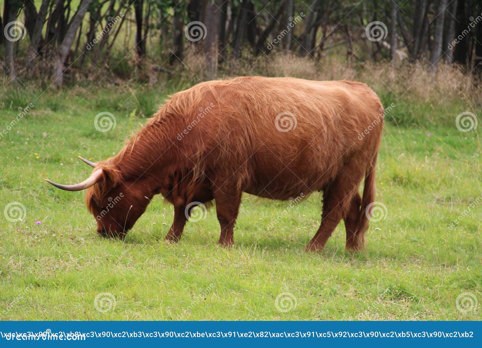 Bull on grass two stock image. Image of animal, grass - 154616221