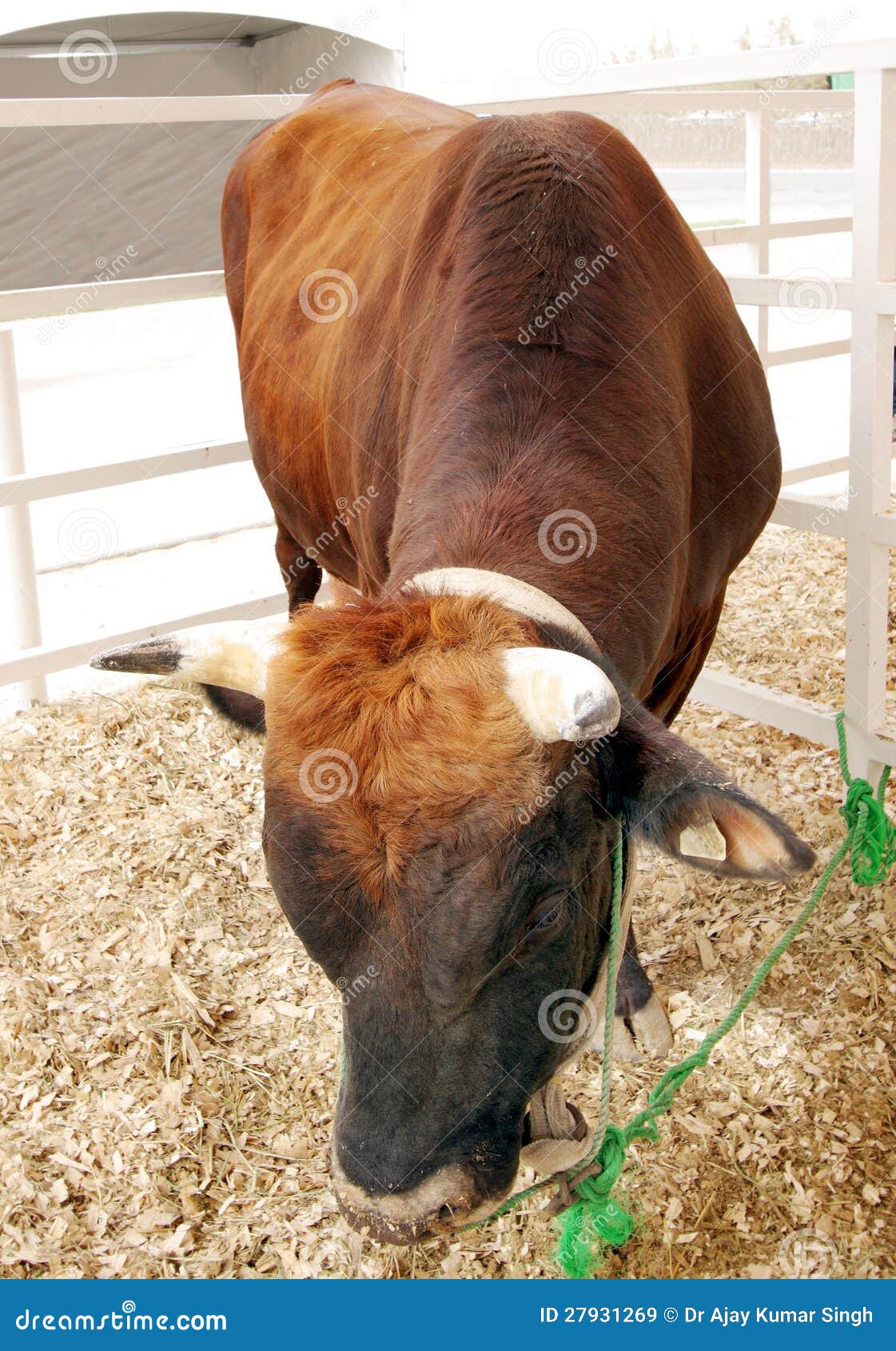 A bull grazing stock image. Image of hoofed, domestic - 27931269