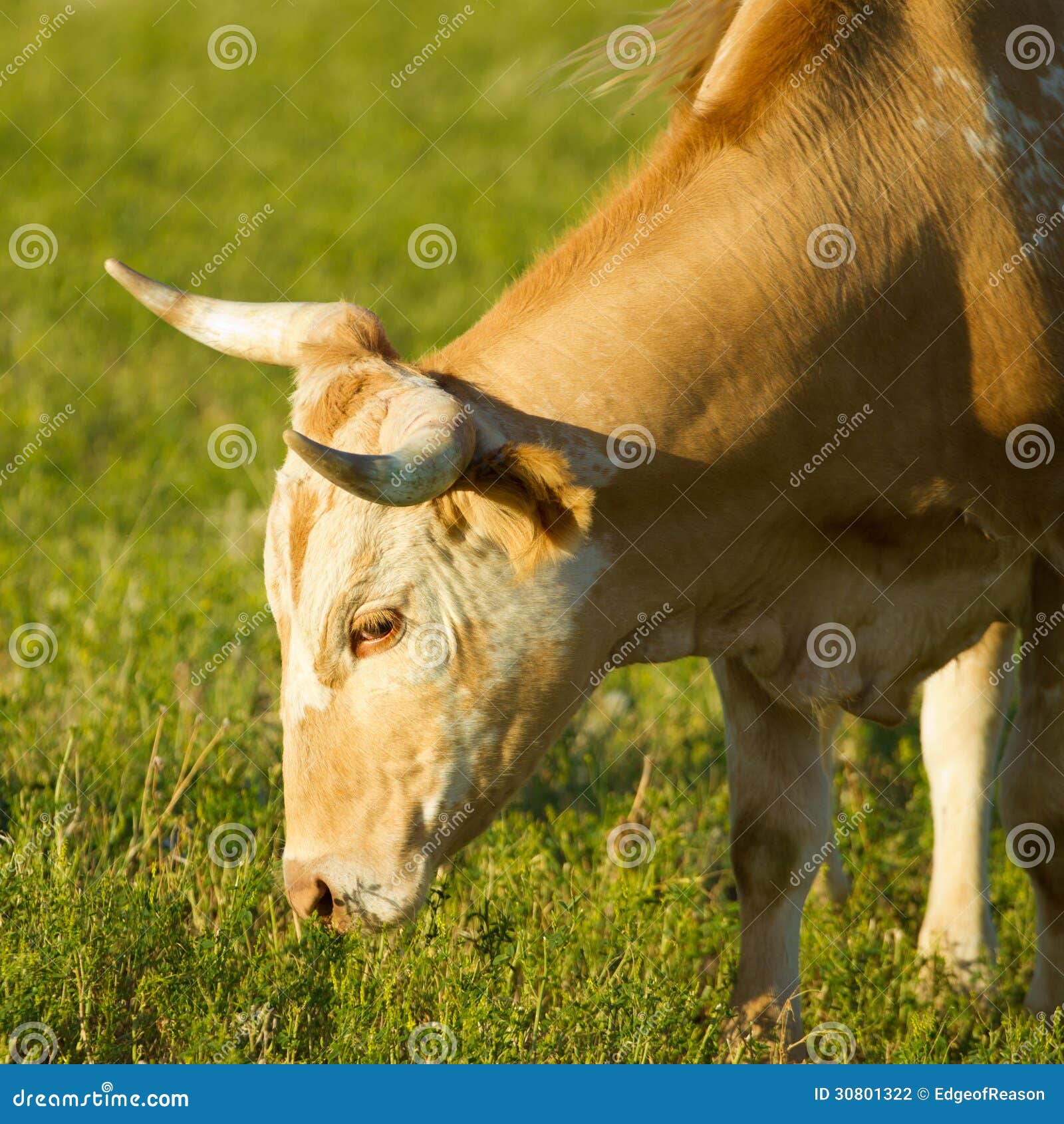Bull grazing in Colorado stock photo. Image of ranching - 30801322