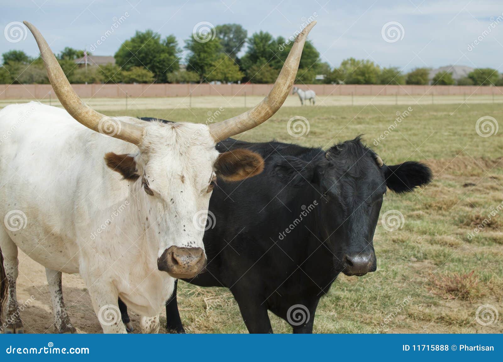 Bull grazing on field stock photo. Image of longhorn - 11715888