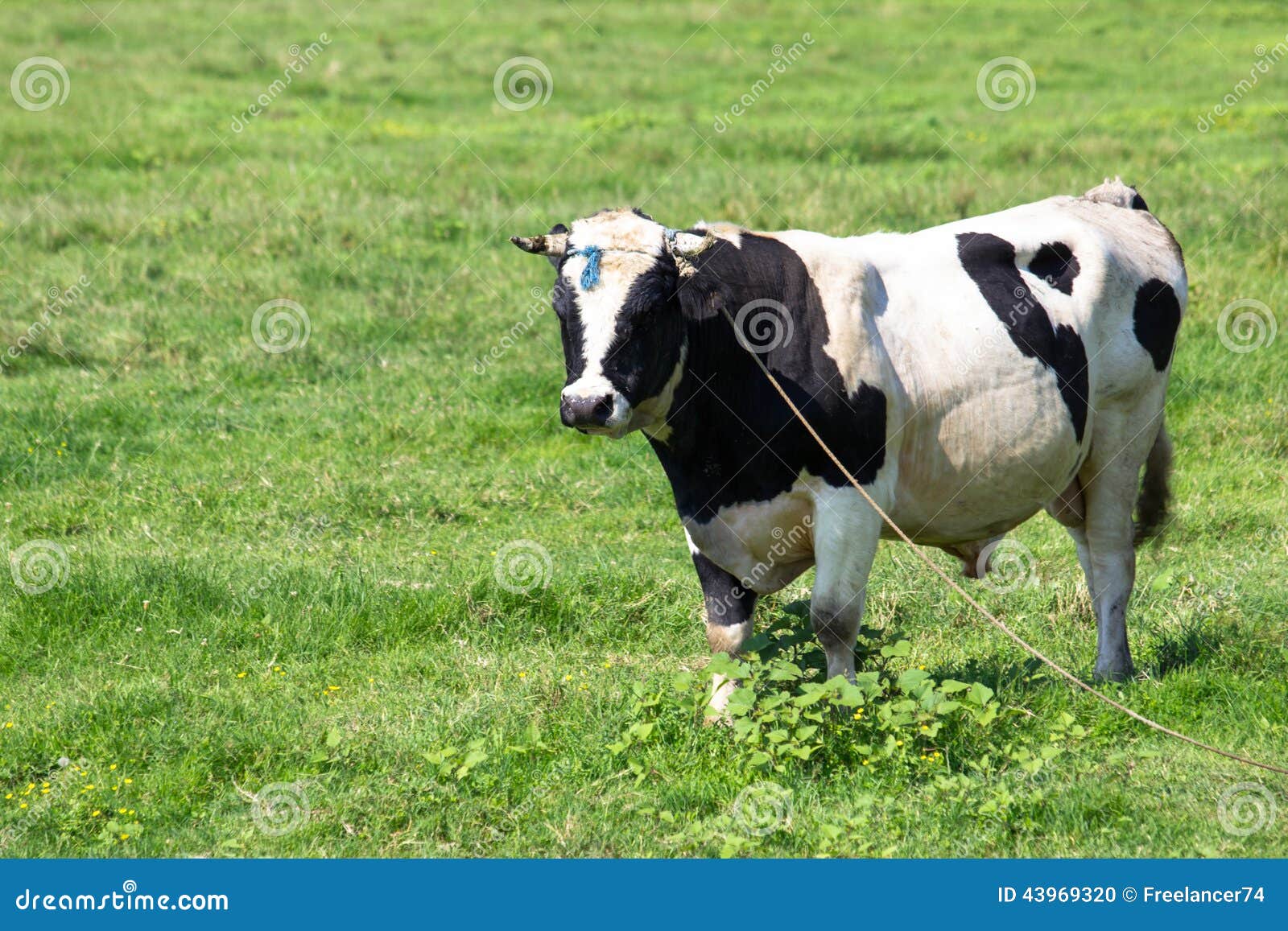 Holstein Cattle Bull