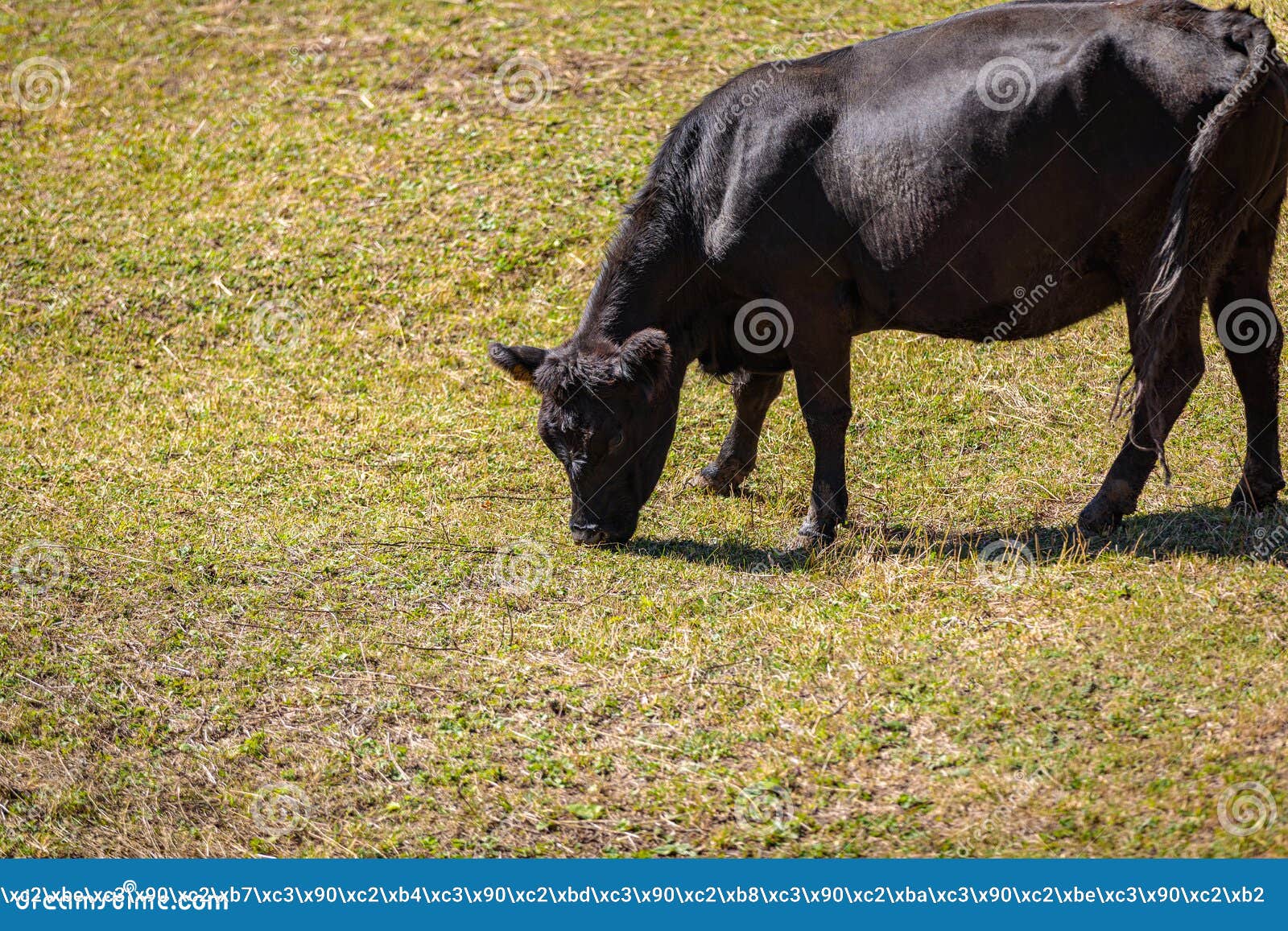 The Bull is Grazing in the Meadow. Stock Photo - Image of field ...