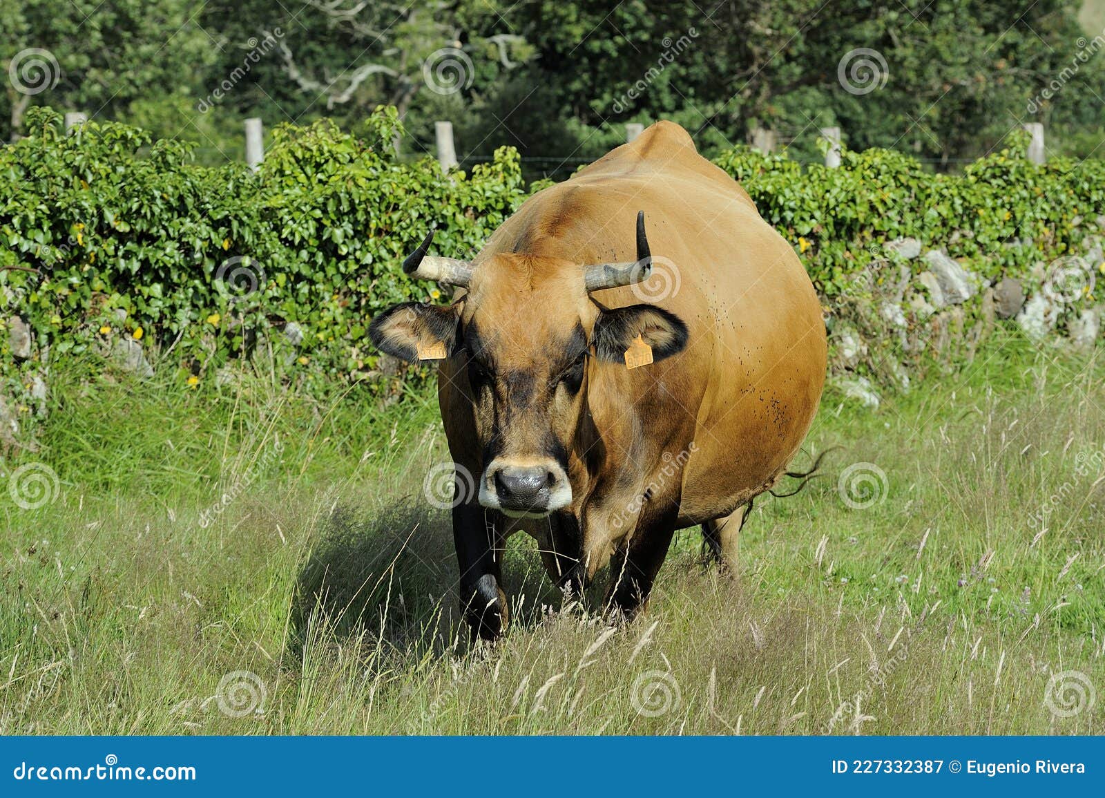 Bull Grazing in a Meadow with Tall Grass Stock Image - Image of field ...