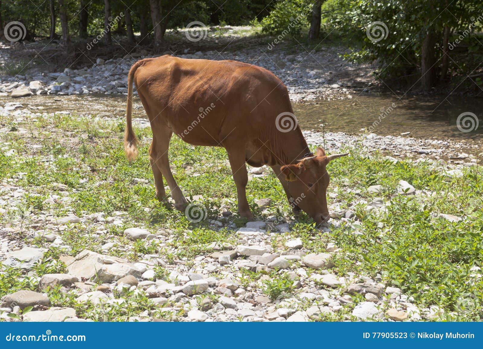 Bull is Grazing in a Mountain River Stock Image - Image of dederkoy ...