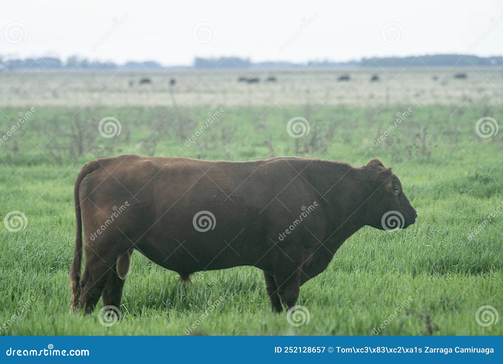 Bull Grazing on the Pasture Fields Stock Image - Image of tree, bull ...