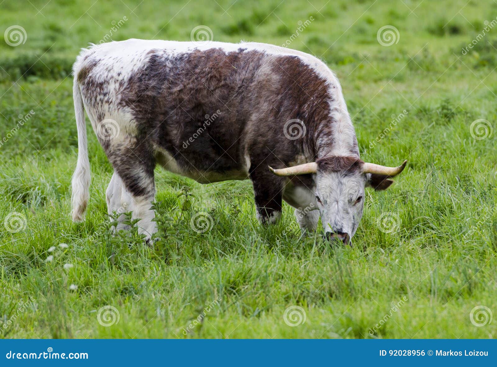 Bull grazing stock photo. Image of female, grass, male - 92028956