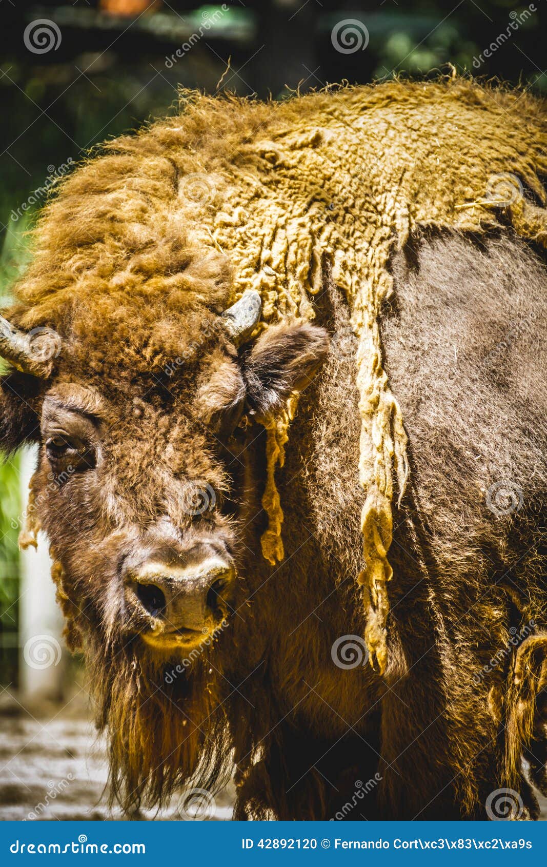Bull, Great and Mighty Bison, America Stock Photo - Image of mammal ...