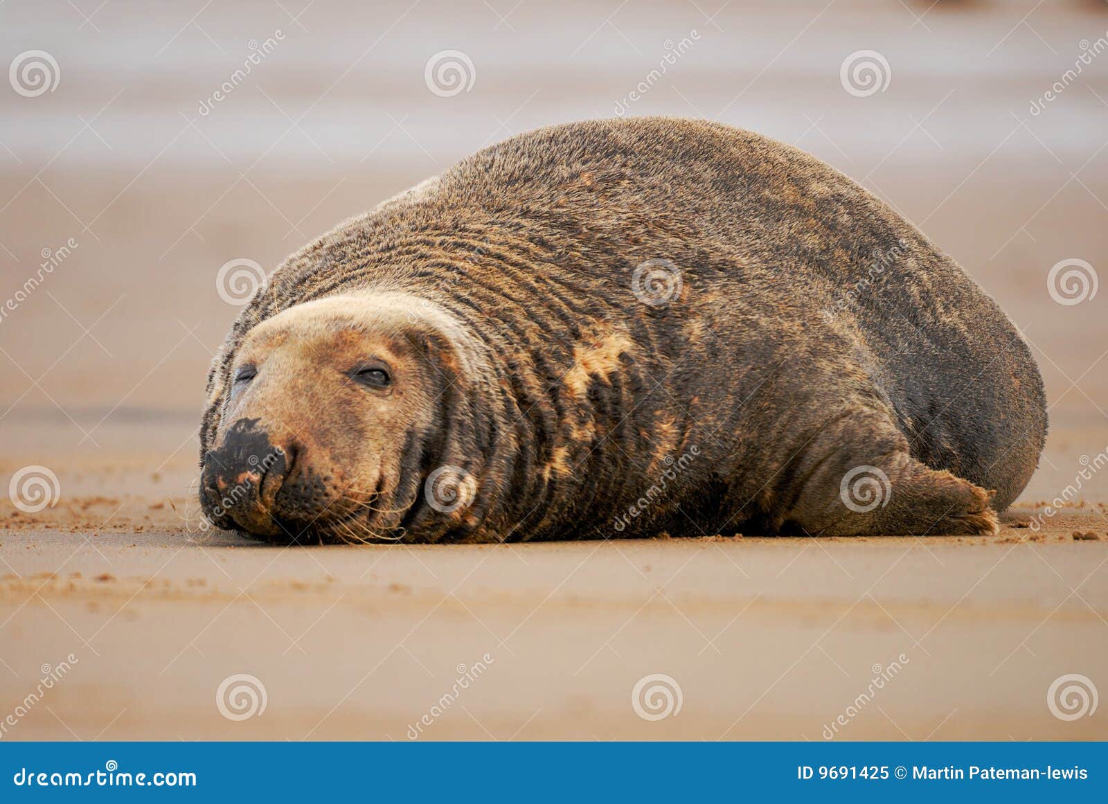 Bull Seal Sunbathing On San Francisco Beach Royalty-Free Stock ...