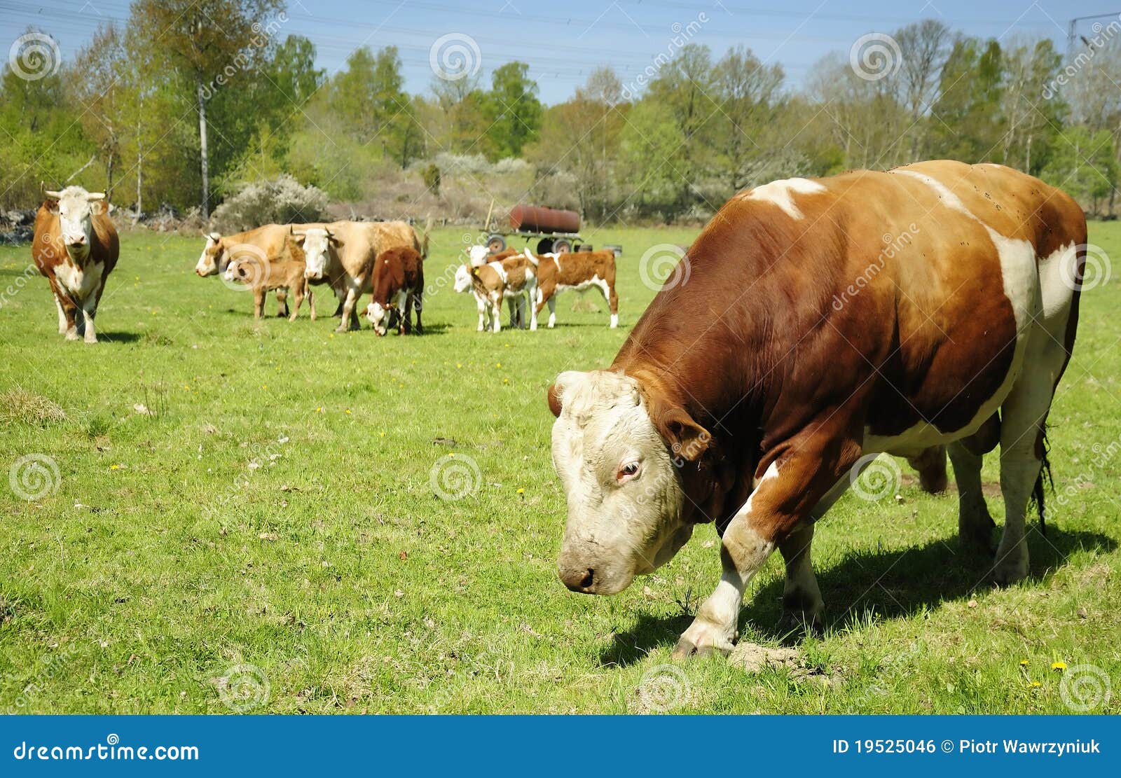 Bull guarding the flock stock photo. Image of cattle - 19525046