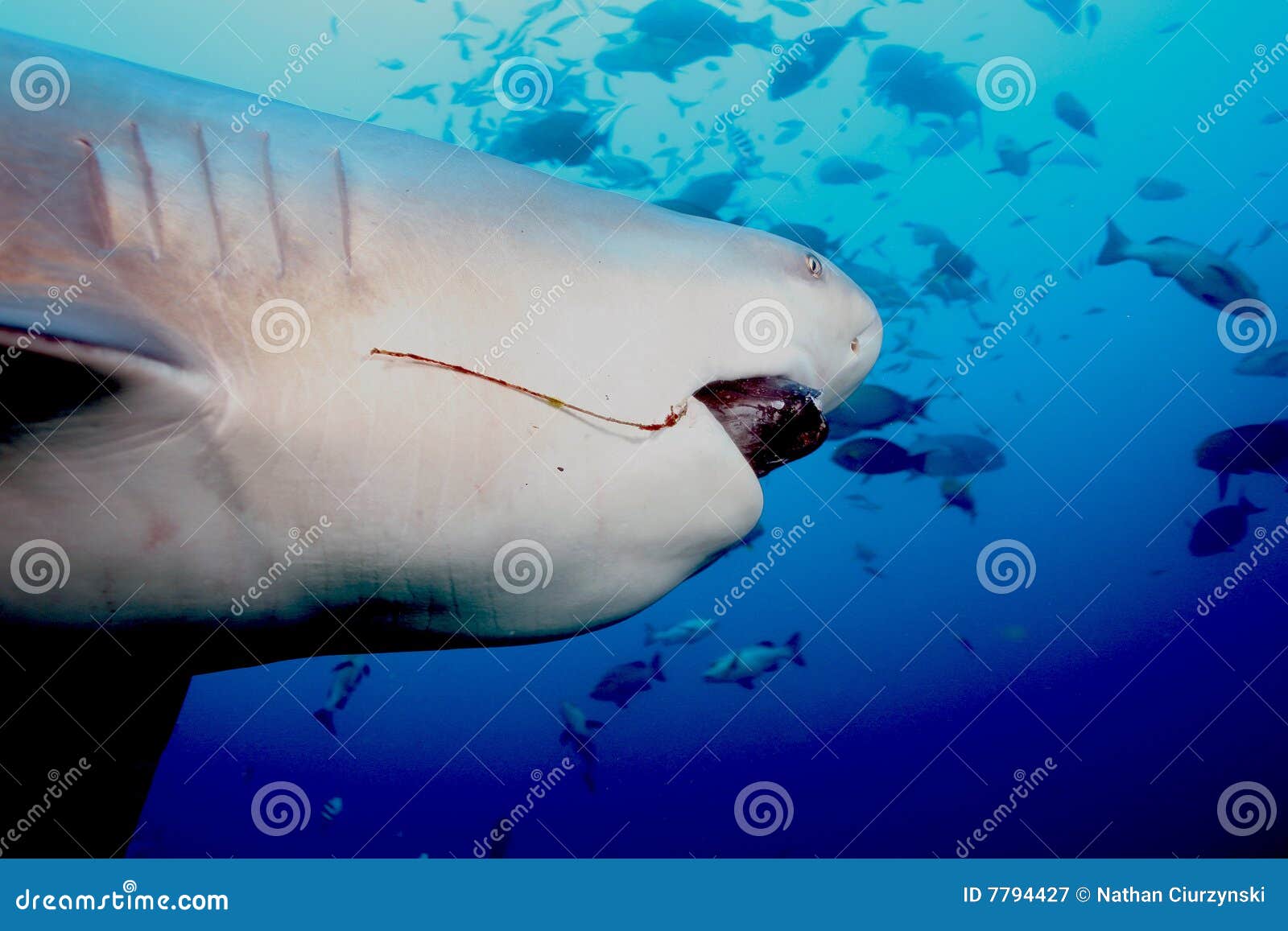 Bull-Haifisch (Zambezi-Haifisch) Stockbild - Bild von meer, führen: 7794427